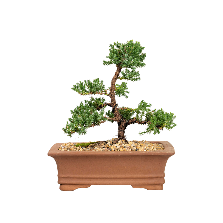 Bonsai Trees – Bonsai at The Bay