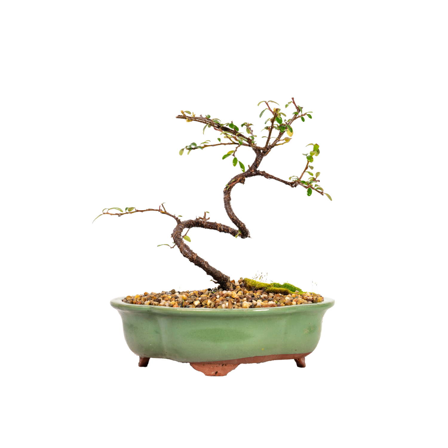Japanese Rockspray Bonsai (2013) – Bonsai at The Bay