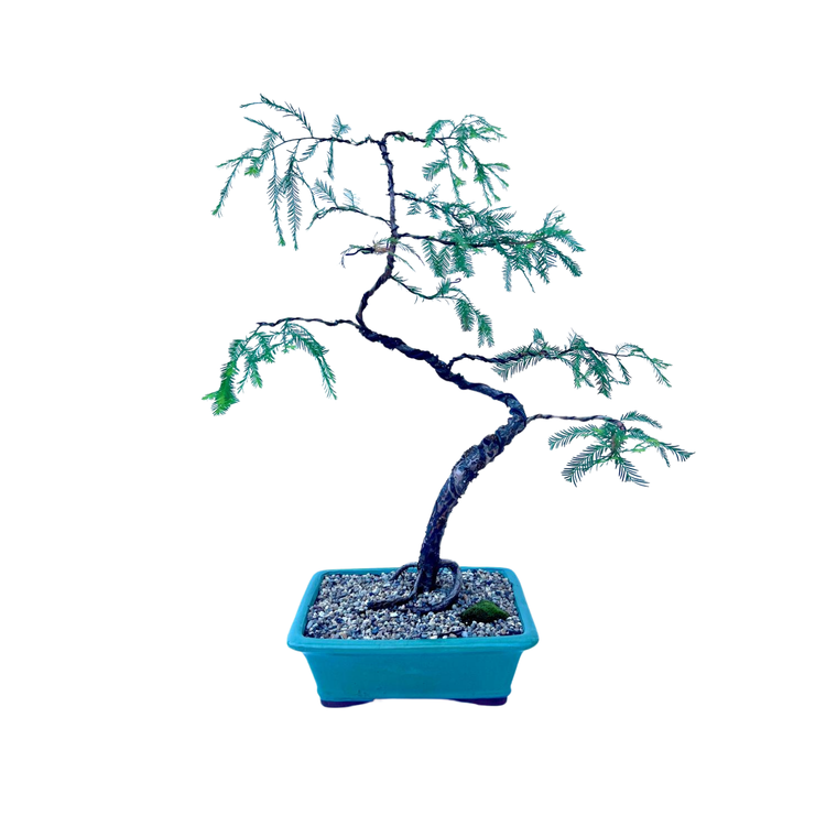Bonsai at the Bay – Bonsai at The Bay