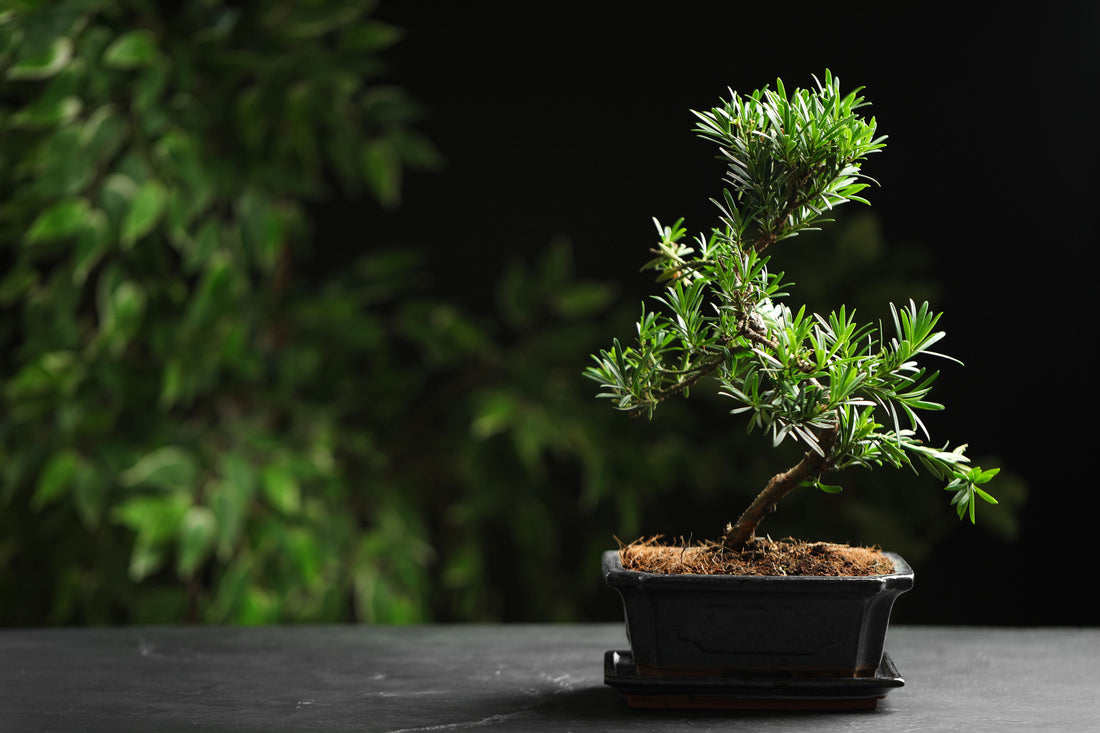 Bonsai Trees – Bonsai at The Bay