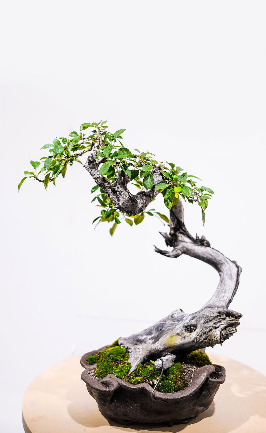 About – Bonsai at The Bay